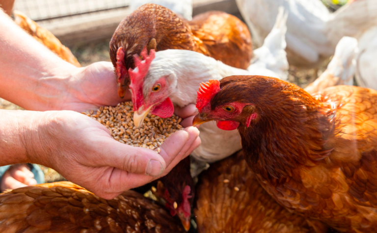 Somdia Group: high-quality sugar, flour, and livestock feeding - Somdia